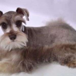 AKC Color Info - Rojos Miniature Schnauzers